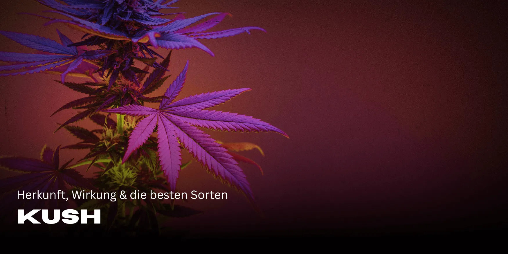 Kush: history, effects & popular strains 🌿